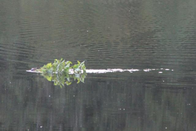 Castor - Canada - les parcs du Québec