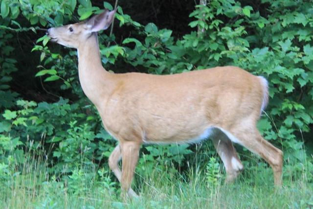 Cerf de Virginie - Canada - les parcs du Québec
