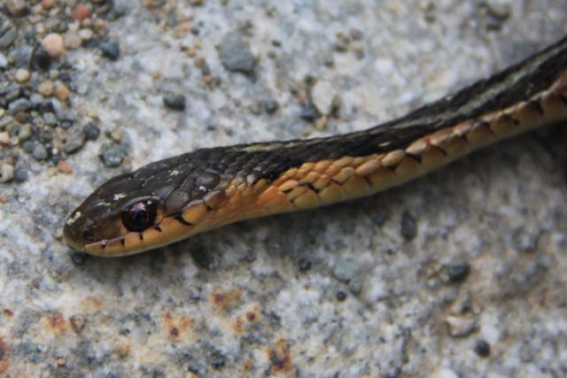 Couleuvre rayée - Canada - les parcs du Québec