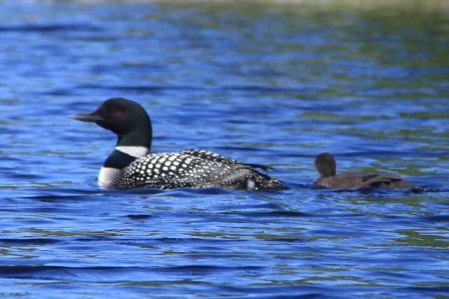 Huard - Canada - les parcs du Québec