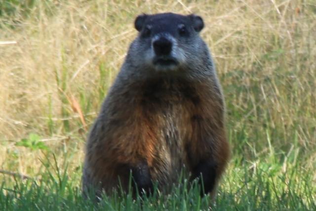 Marmotte - Canada - les parcs du Québec