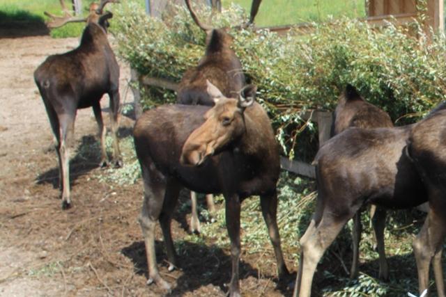 Orignal - Canada - les parcs du Québec