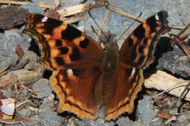 Papillon - Canada - les parcs du Québec