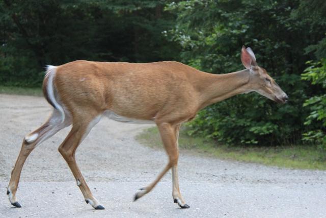 Cerf de Virginie - Canada - les parcs du Québec
