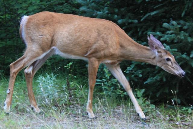 Cerf de Virginie - Canada - les parcs du Québec