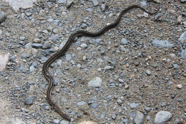 Couleuvre rayée - Canada - les parcs du Québec