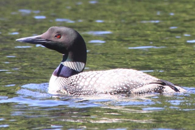 Huard - Canada - les parcs du Québec