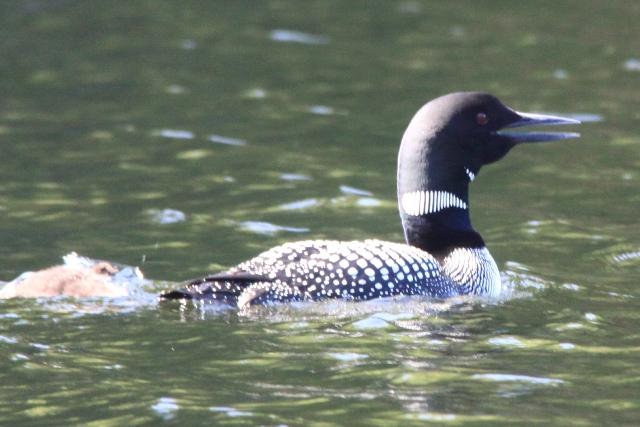 Huard - Canada - les parcs du Québec