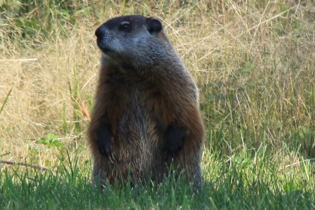 Marmotte - Canada - les parcs du Québec