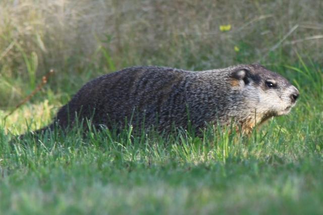 Marmotte - Canada - les parcs du Québec