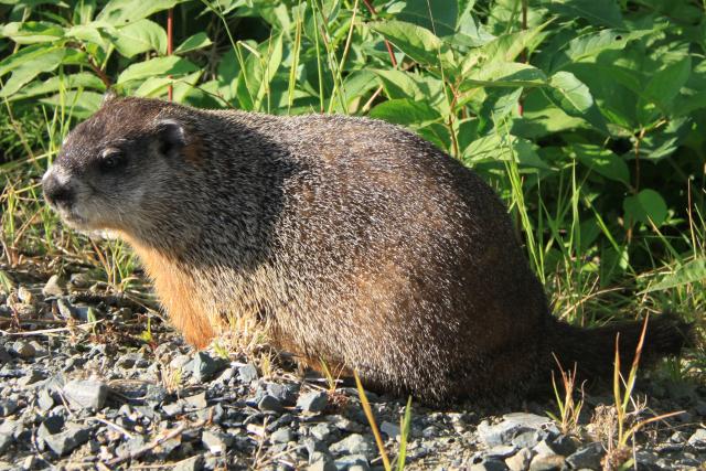 Marmotte - Canada - les parcs du Québec