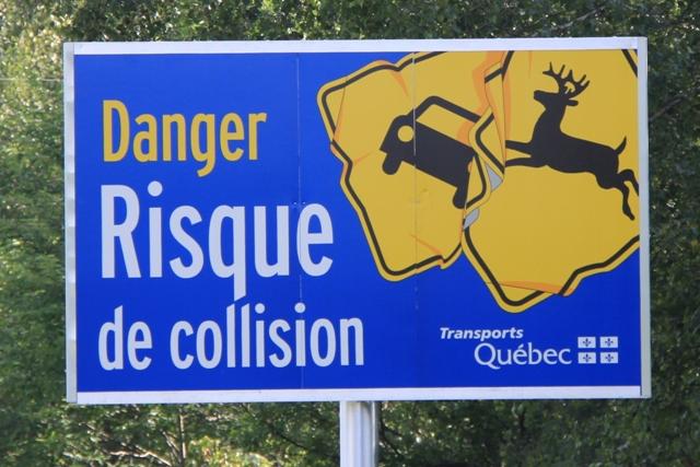 Cerf de Virginie - Canada - les parcs du Québec